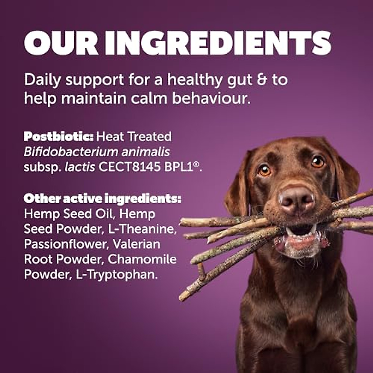 Protexin Daily Care Gut+ Calming, 60 postbiotic Dog Supplement Chews – Trout and Kale Flavored