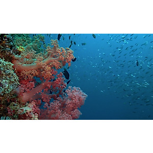 Underwater DVD- The Living Ocean - Relaxing Scenes of the Underwater World