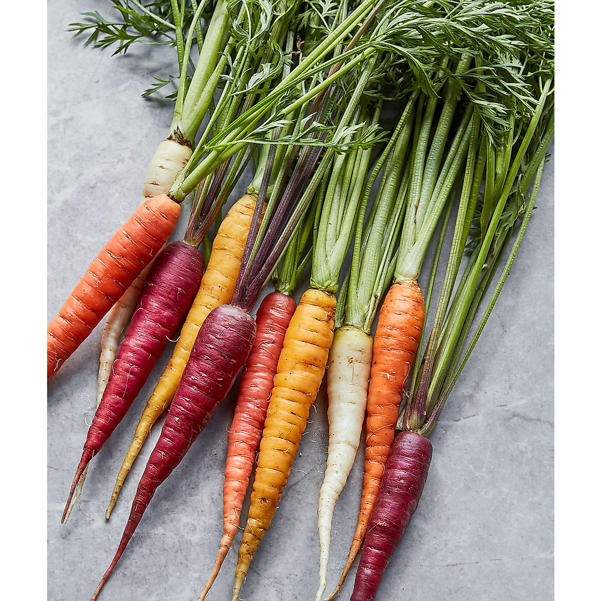 Burpee Kaleidoscope Blend Carrot Seeds | 1500 Non-GMO Seeds | Rainbow Carrot Seeds for Planting | Vegetable Seeds for Planting Home Garden | Five Colors: Red, Orange, Purple, White, and Yellow