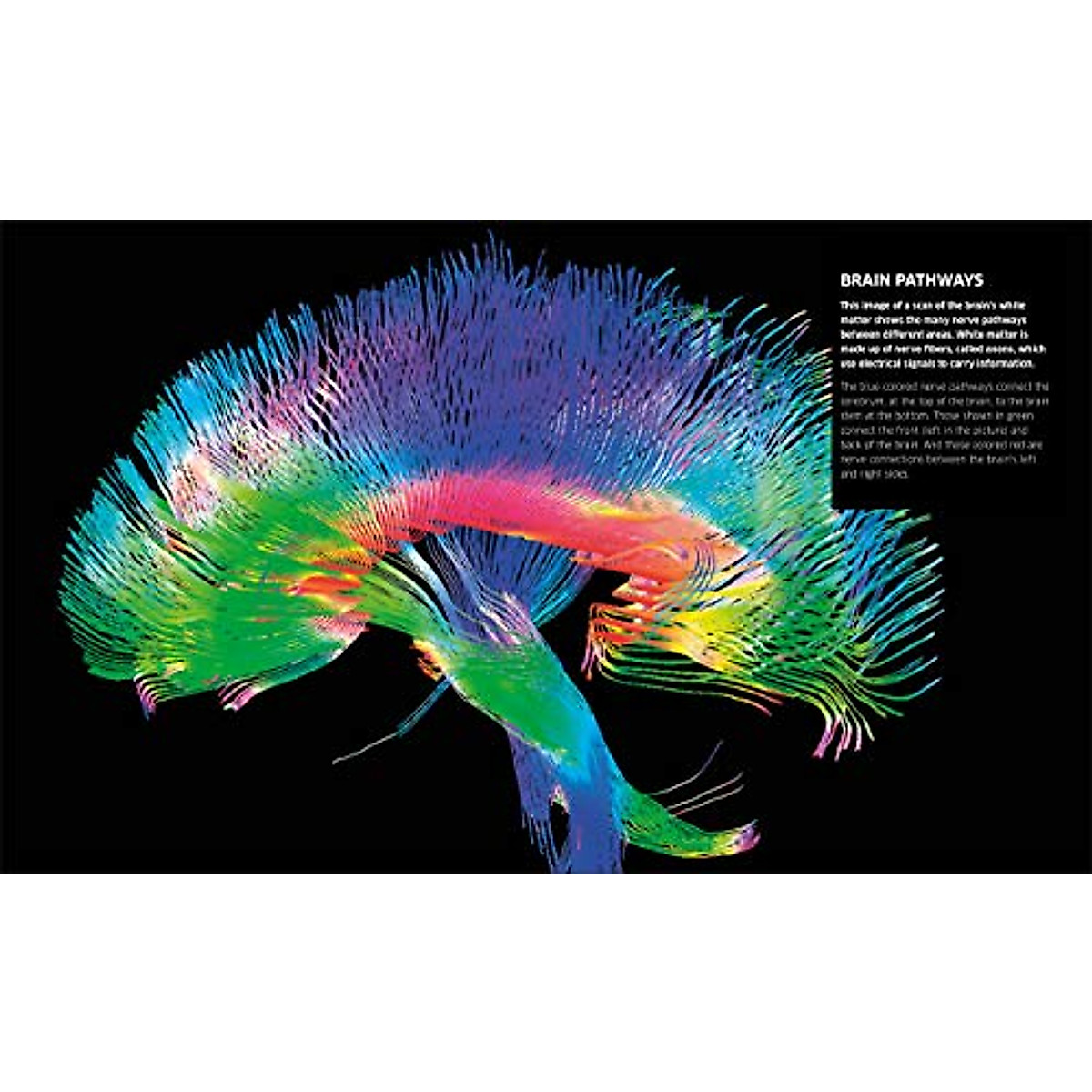 Knowledge Encyclopedia Human Body! (DK Knowledge Encyclopedias)