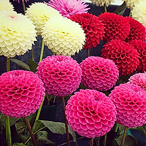 Outsidepride Dahlia Pompon Garden Cut Flower Seed Mix for Bouquets & Dried Floral Arrangements - 500 Seeds