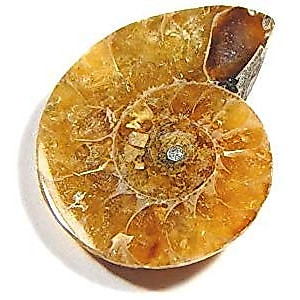 phoenix888 XUETZALCOATL Daamodarah Sudarshan Shaligram 1.5cm - 2.5cm from Kali Gandaki 1 pcs