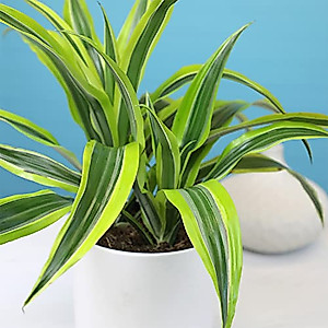 Dragon Tree Easy Plant 6 Inch Plant Pot, Real Plants for Living Room Decor, Office Plant, Low Light House Plants, House Plants Indoors Live Plants Indoor Plants Live Houseplants by Plants for Pets