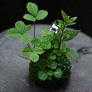 Generic 5pcs Moss Ball Planter Japanese Style Natural Kokedama Flower Vase Flower Pot Creative Sphagnum Flower Holder Potted Hydrating Bonsai Plants Containers for Home Wedding Decor