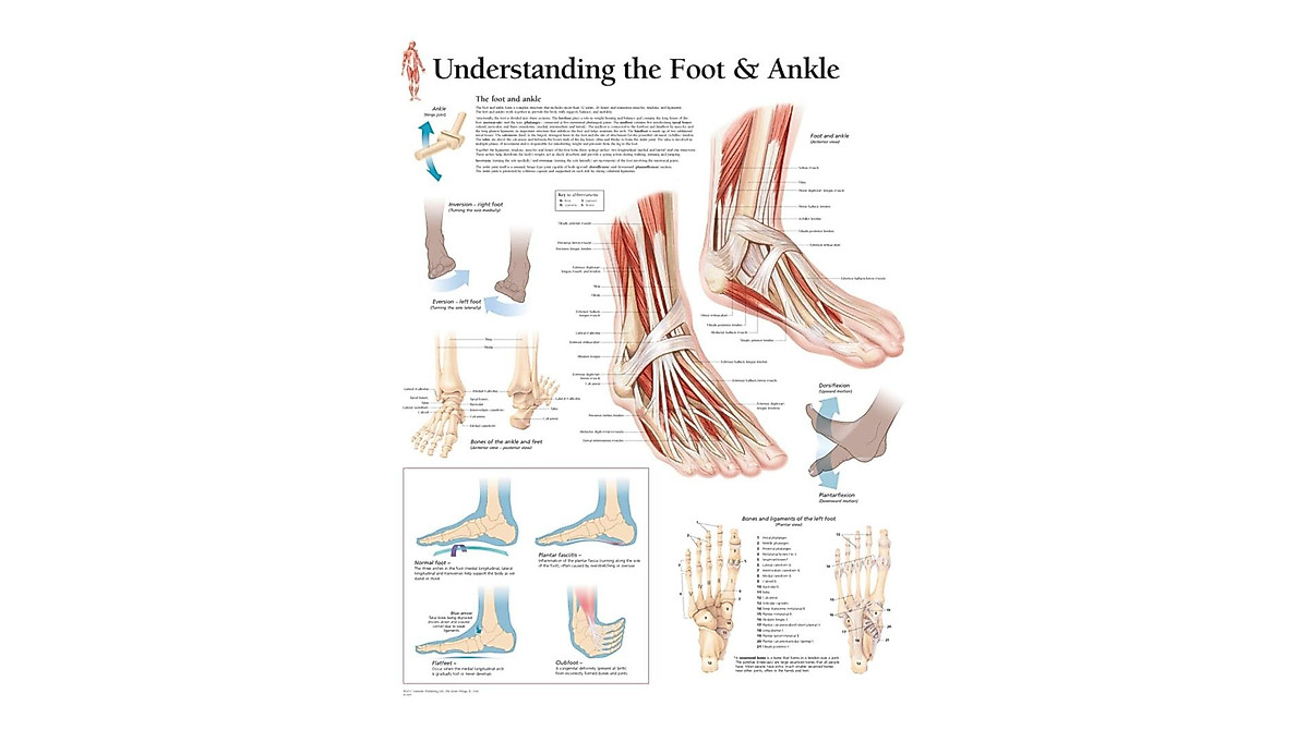 Understanding the Foot & Ankle Wall Chart for Anatomy