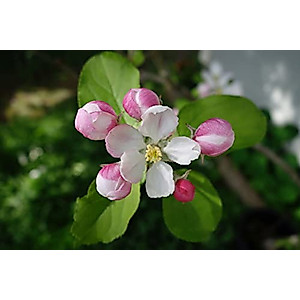 Apple Tree | Seed Grow Kit | The Jonsteen Company