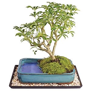 Brussel's Live Dwarf Hawaiian Umbrella Indoor Bonsai Tree in Water Pot - 7 Years Old; 8" to 10" Tall with Decorative Container, Humidity Tray & Deco Rock
