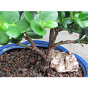 Natal Plum Bonsai Tree