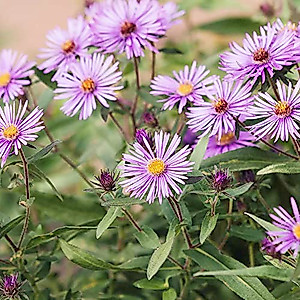 New England Aster Seeds Michaelmas Daisy Easy to Grow Long-Lived Perennial Attracts Pollinators Cut Flowers Deer & Rabbit Resistant Bed Border Potted Outdoor 100Pcs by YEGAOL Garden