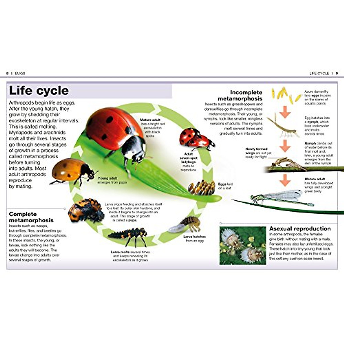 Pocket Genius: Bugs: Facts at Your Fingertips