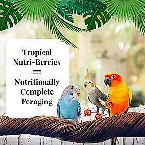 LAFEBER'S Tropical Fruit Nutri-Berries Pet Bird Food, Made with Non-GMO and Human-Grade Ingredients, for Cockatiels Conures Parakeets (Budgies) Lovebirds (Tropical Fruit 10 oz)