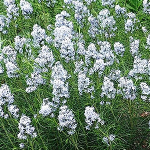 CHUXAY GARDEN 5 Seeds Amsonia Hubrichtii Seed,Narrowleaf Bluestar,Hubricht's Blue Star, Arkansas Bluebell Lovely White Herb Plant Native Wildflower Great for Garden