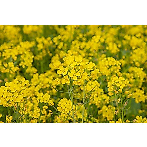 Mustard Green “White Ice” - Sweet, Spicy, and Tender Mustard Green | USA Grown Heirloom Seeds by Liliana's Garden |