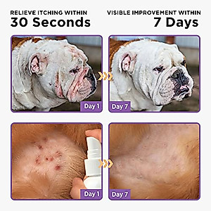 HICC GROOM! Hot Spot Treatment and Itch Relief Spray for Dogs & Cats, Rapidly Alleviate Dry Itchy Skin, Skin Allergies, Scratching, Excessive Licking, Wound Wash Spray, 3.4 Fl Oz
