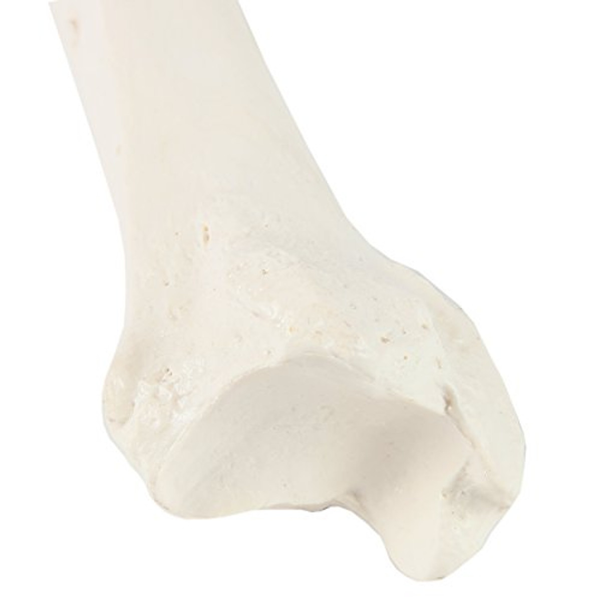 Axis Scientific Tibia Bone Model | Right | Cast from a Real Human Fibula Bone l Lower Leg Bone Model Has Realistic Texture and Important Bony Landmarks | Includes Product Manual