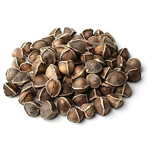 Moringa Seeds Wingless 1 lb. Wide Mouth JAR - PKM1 Variety - Edible Snacking - Planting - Moringa Oleifera - Malunggay - Semillas De Moringa - Drumstick Tree - Non-GMO - 1600 to 2000 Seeds