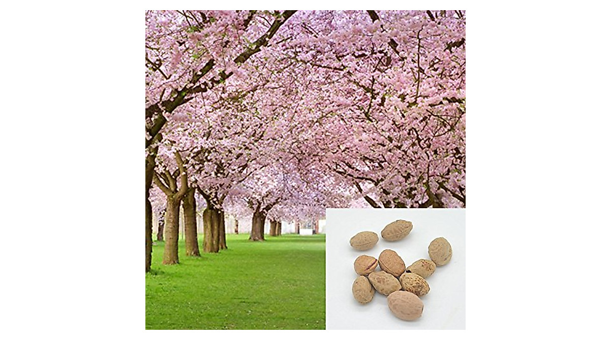 Sakura Seeds for Your DIY Garden | Pier 27