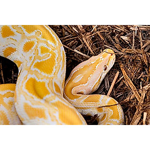 Galápagos (05054) Cypress Tank Mulch Forest Floor Bedding, 8-Quart, Natural