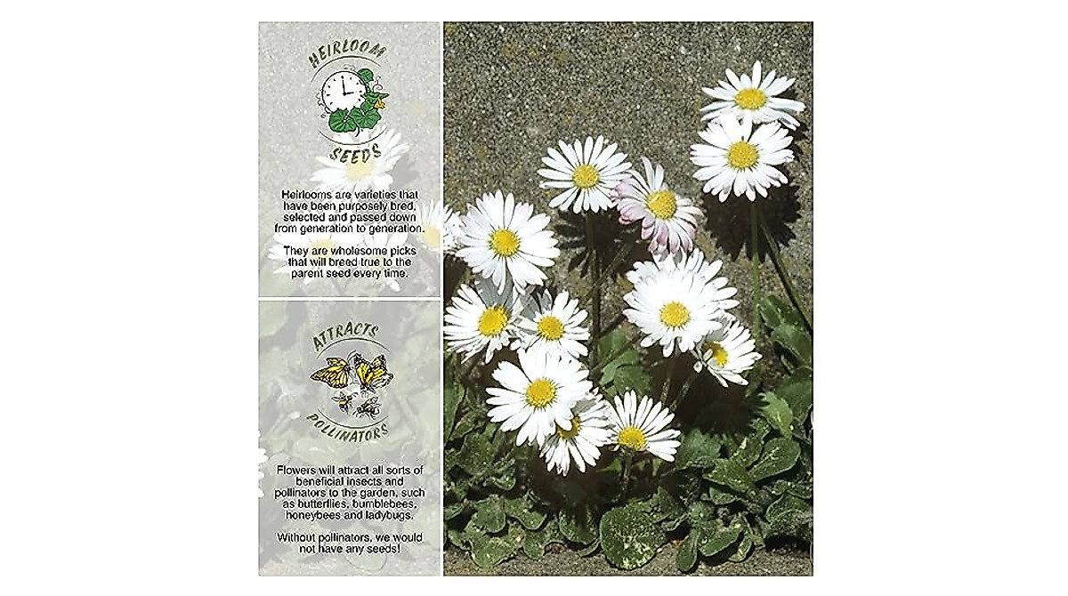 White English Daisy Seeds - 1,000 Heirloom Seeds for Garden Beauty