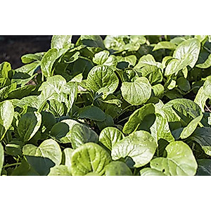 3,000 Komatsuna Tendergreen Spinach Mustard Seeds for Planting Heirloom Non GMO 6+ Grams Garden Vegetable Bulk Survival Hominy