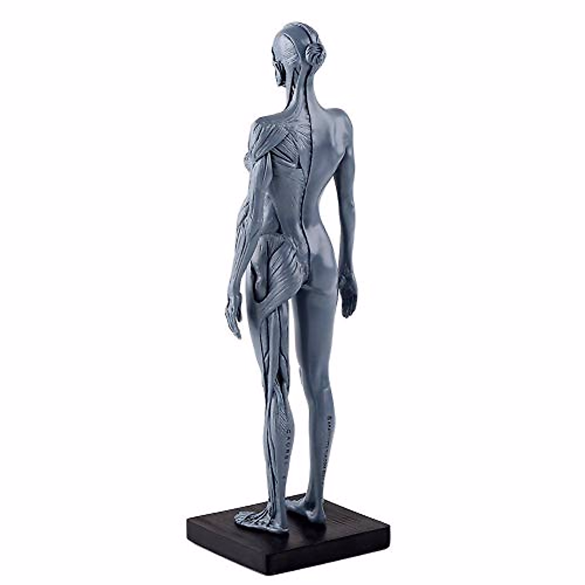 Oubo Dental New Female Anatomical Anatomy Skull Head Body Model Muscle Bone (30cm) Height