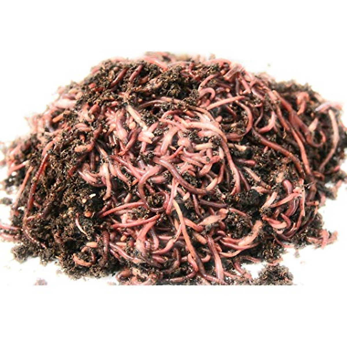 Enchantment Products 500 Count Red Wiggler Worms Live Composting Worms