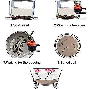 Mixed Bonsai Lotus Seeds Mixed Color Water Lily Flower Plant Fresh Garden Seeds,Finest Viable Aquatic Water Features Seeds (30 Pcs)