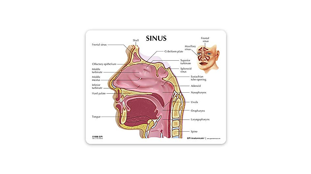 GPI Anatomicals Sinus Model | Human Nasal Anatomy for Education
