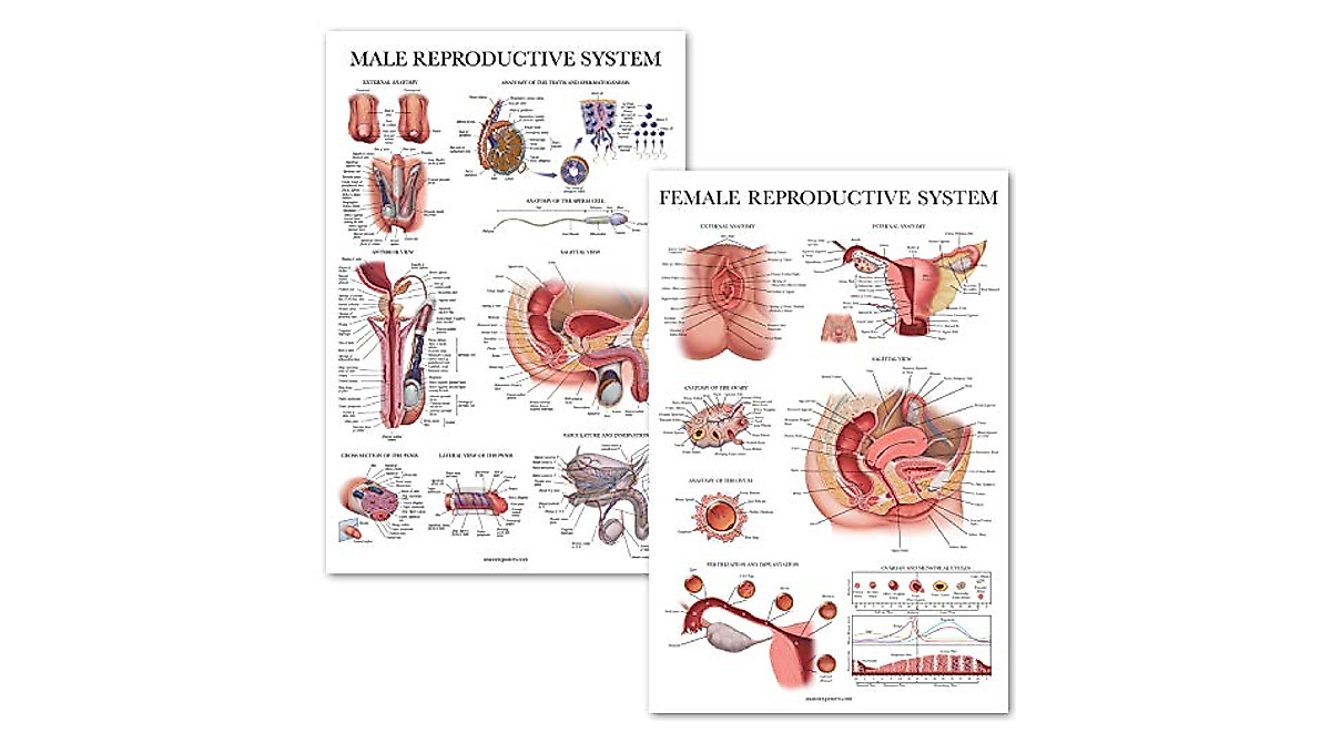 Anatomy Poster Set: Male & Female Reproductive Charts
