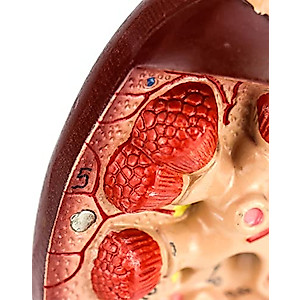 QWORK Life-Size Kidney Model, Divided into 2 Parts Showing Internal Structure A Normal Kidney Human Anatomy Replica for Doctors Office Educational Tool