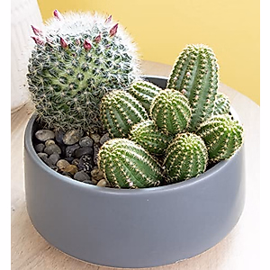 Altman Plants, Assorted Cactus Plants Live Plants (3PK), Cactus Plant Live Succulents Plants Live Cactus Decor, Indoor Plants Live House Plants in Cactus Soil, Live Cacti Plants Live Succulent Plants