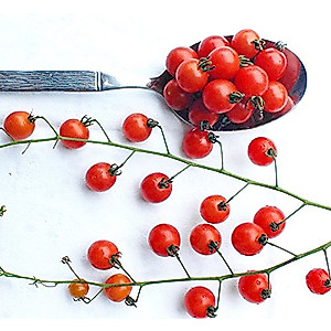 20+ Worlds Smallest Spoon Currant Tomato Seeds, Early, Heirloom Non-GMO, Rare, Early, Vigorous, Sweet, Indeterminate, Open-Pollinated, Delicious, from USA