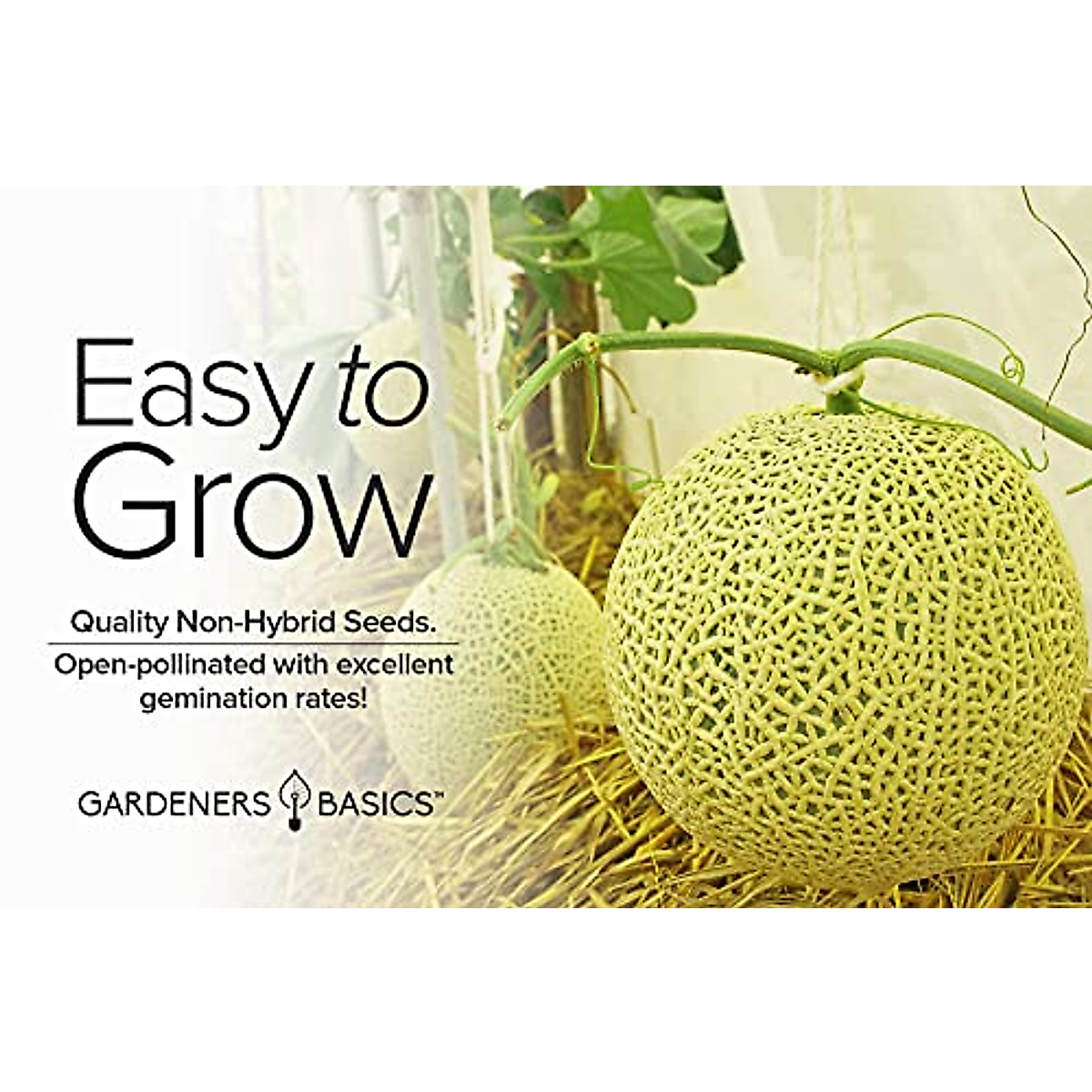 Cantaloupe Seeds for Planting - Hales Best Jumbo Heirloom, Non-GMO Vegetable Variety- 1 Gram Approx 45 Seeds Great for Summer Melon Gardens by Gardeners Basics