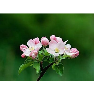 TriStar Plants - Gala Apple Tree - 1 Gallon - No Ship California, Healthy Established Roots, Semi Dwarf Apple Tree, Dwarf Gala Apple Tree, Small Apple Tree, Easy Care Orchard