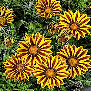 Outsidepride Gazania Big Kiss White Flame Heat & Drought Tolerant Garden Flower & Ground Cover Plants - 50 Seeds