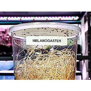 Creation Cultivated - Drosophila Melanogaster (Flightless Fruit Fly Culture 32oz Cup) / Live Insects for Jumping Spiders, Praying Mantis, Geckos, Lizards, Dart Frog Food