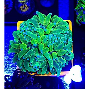 PNW Custom Pink Frag Pop Stand w/Frag Lock | Acrylic 1 Hole Frag Rack Plugs Reef Fragging Coral Holder for Aquarium (Single), Black