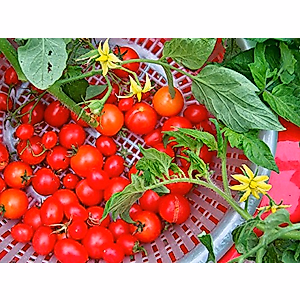 30 Seeds Of Everglades Tomato (Non-GMO)