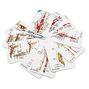 Skeletal System and Male Muscle Poster Set 24 x 36 inch, Extra Pocket Size Muscle Cards, Marker and Eraser Compatible