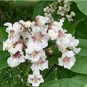 CHUXAY GARDEN 10 Seeds Catalpa Bignonioides,Southern Catalpa,Catawba,Indian Bean Tree Large Deciduous Tree Great for Ornamental Shade or Street Tree