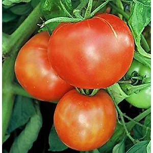 David's Garden Seeds Tomato Beefsteak Indeterminate Abe Lincoln 7994 (Red) 25 Non-GMO, Heirloom Seeds