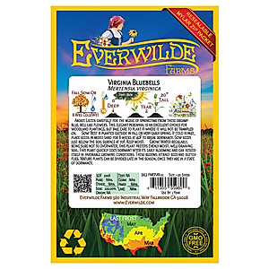 Everwilde Farms - 20 Virginia Bluebells Native Wildflower Seeds - Gold Vault Jumbo Seed Packet