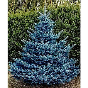 Bonsai Tree Seeds kit 5 Varieties of Non GMO Heirloom Bonsai Starter Kit , Blue Spruce, Black Pine, Sakura Seeds, Redwood Tree, Flame Tree, 5pcs Plant Markers, 5pcs Seeding Soil Block