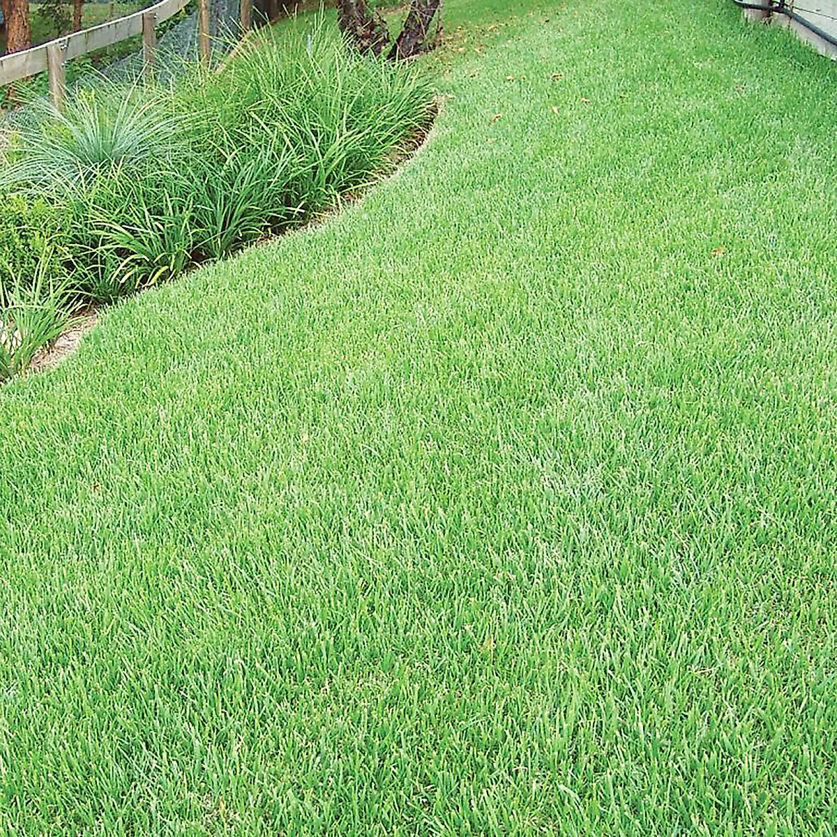 Zoysia Grass Warm-Season Grass Dense, Carpet-Like Growth, Fine Texture, and Overall Durability for Lawns, Golf Courses, and Other Landscape Applications 1/8 lb Grass Seeds by YEGAOL Garden