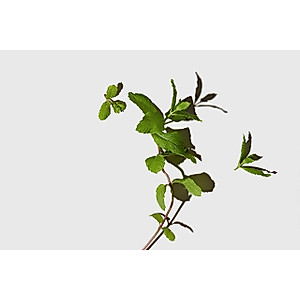 LATHER Appoint-Mint - Gentle Daily Moisturizing Shampoo, Detangler Conditioner & Leave-In Conditioning Mask Set - Sulfate-Free for All Hair Types