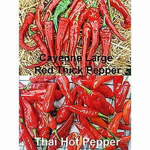 PLEASE READ! THIS IS A MIX!!! 30+ Hot Pepper Mix Seeds, 16 Varieties Heirloom NON-GMO Habanero, Tabasco, Jalapeno, Yellow and Red Scotch Bonnet, Ships from USA! US Grown.