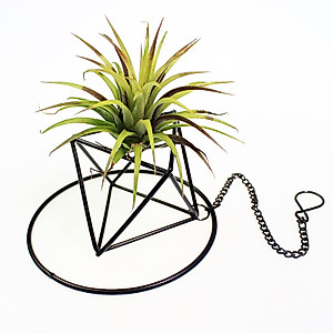 ZOOELAY Air Plant Hanging Holders Black Airplants Hanging Cage Sets Wall Air Planters Hanger 6 Geometric Airferns Indoor Display Frame