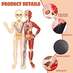 Capoda 63 Pieces Human Body Magnetic Puzzle Set Human Skeleton Organs Muscles Anatomy Magnetic Accents Body Parts Recognition Learning Kit for Home Decoration