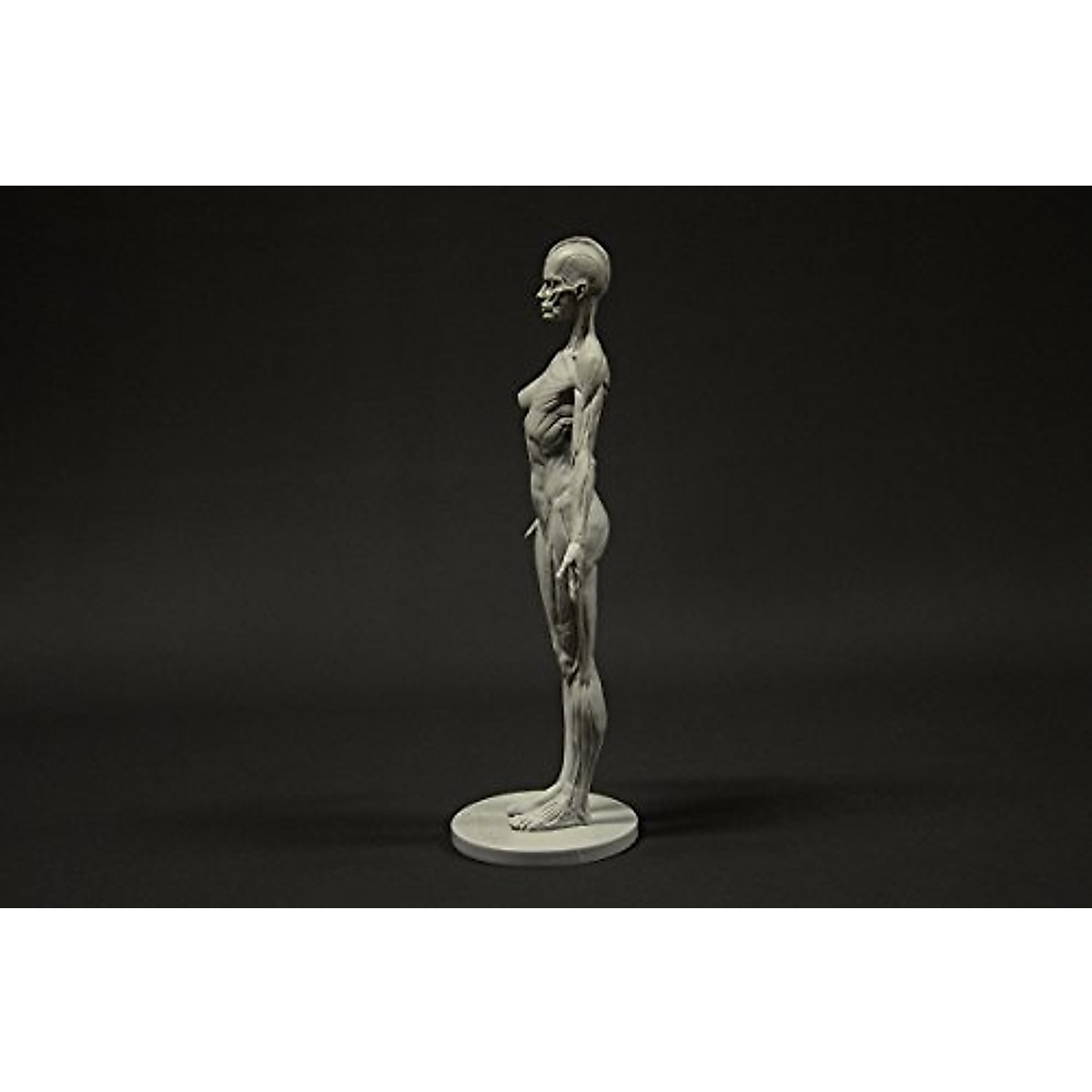 Female Anatomy Figure: 10.5-inch Anatomical Reference for Artists (Grey)