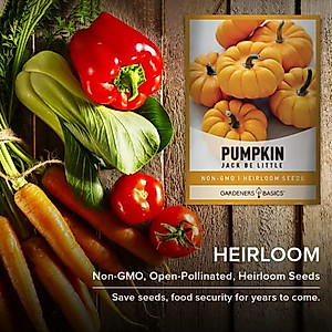Mini Pumpkin Seeds for Planting (Jack Be Little) Small Heirloom, Non-GMO Vegetable Variety-5 Grams Seeds Great for Summer Pumpkin Gardens by Gardeners Basics